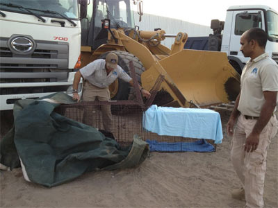 Dogs being massacred in Kuwait – 2:48AM