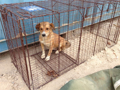 Dogs being massacred in Kuwait – 2:48AM