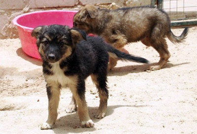 PAWS Needs Help – 2:48AM – Entertaining Kuwait since 2003