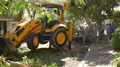 Keep Kuwait green, stop the government from cutting down our trees! – 2 ...